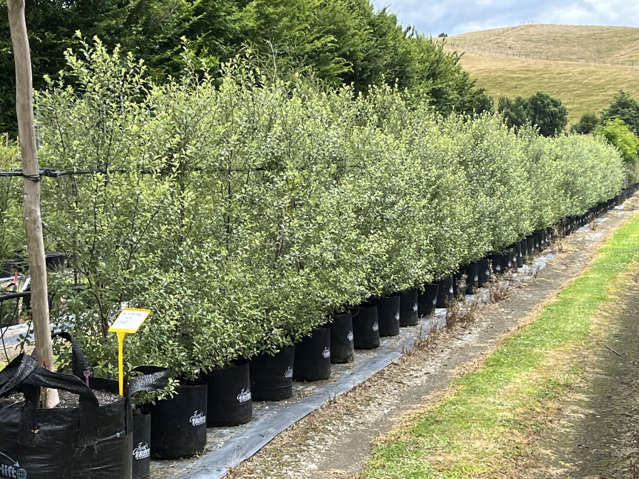 Pittosporum tenuifolium ‘Wrinkle Blue’ - Franks Trees
